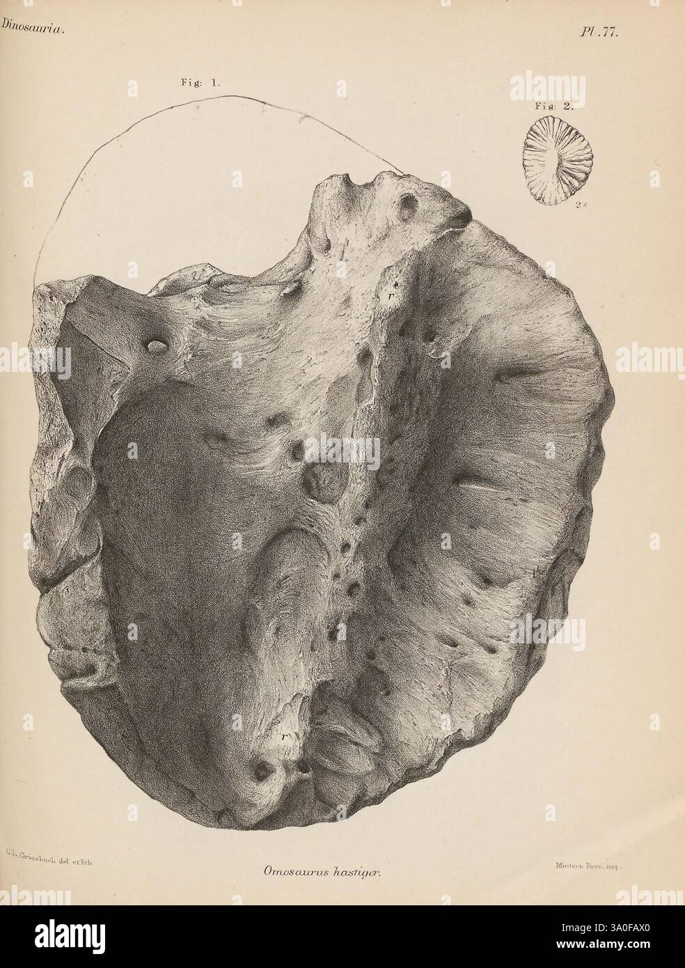 A history of British fossil reptiles, London, Cassell & Company Limited ...