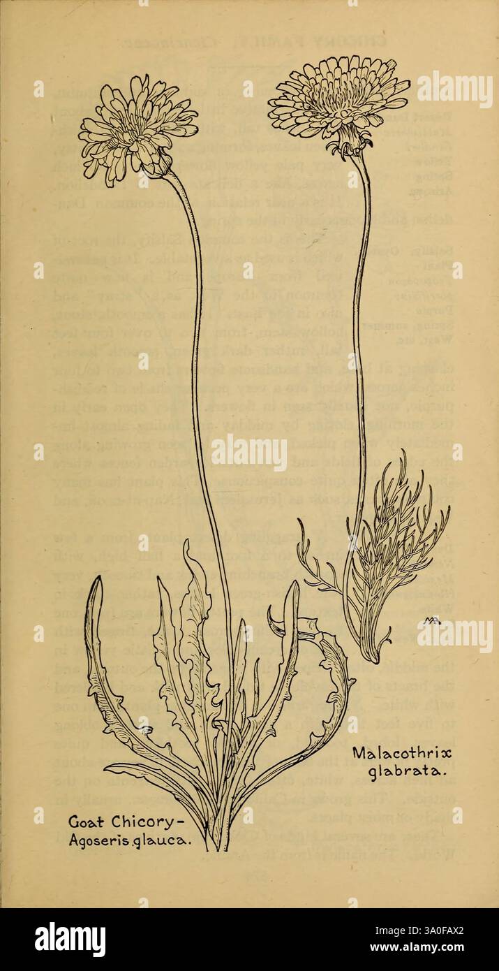 Field book of western wild flowers, New York, 1915, identification ...