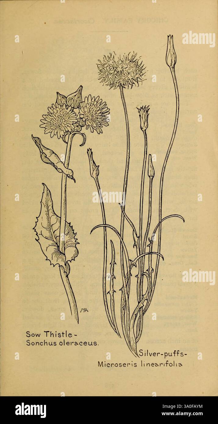 Plants characteristic linear leaves hi-res stock photography and images ...