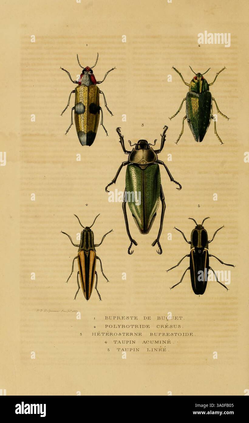 Five distinct species of beetles hi-res stock photography and images ...