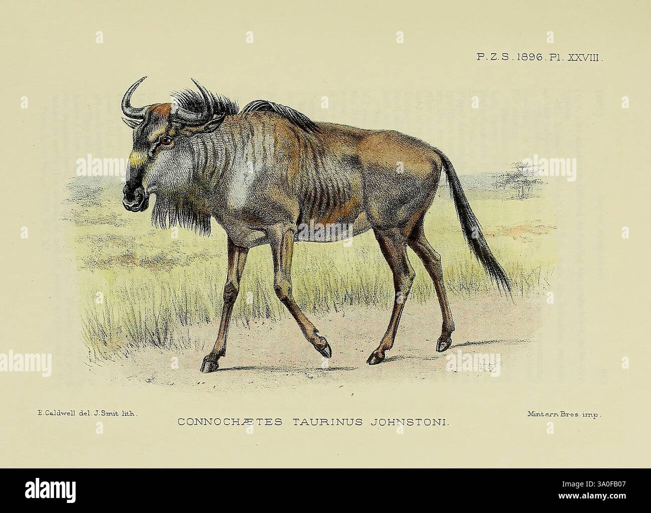 The illustration features a wildebeest, also known as a gnu, depicted ...