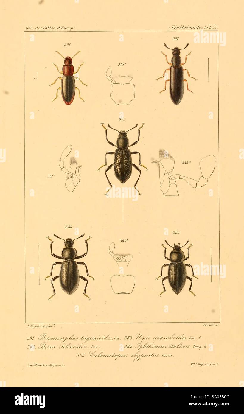 Bottom section presents labels hi-res stock photography and images - Alamy