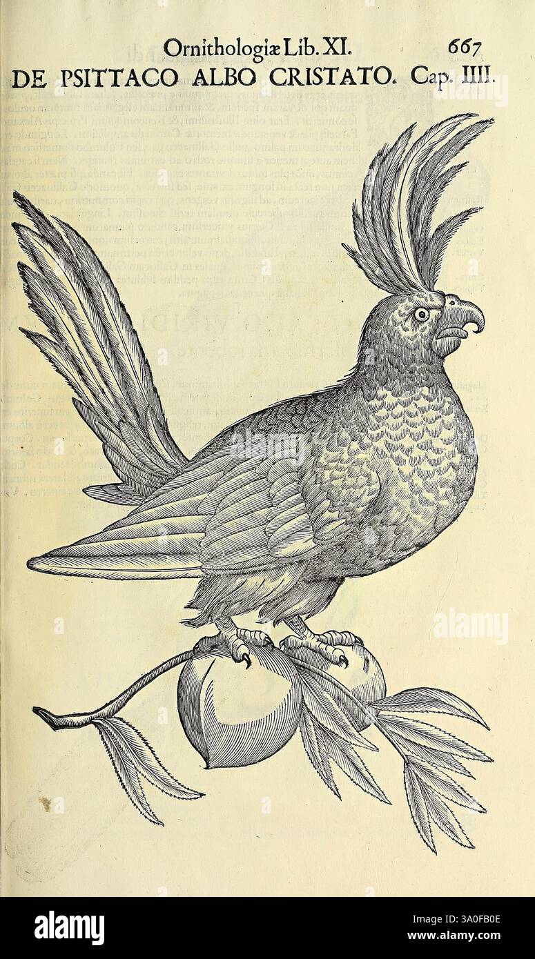 Psittaco albo cristato hi-res stock photography and images - Alamy