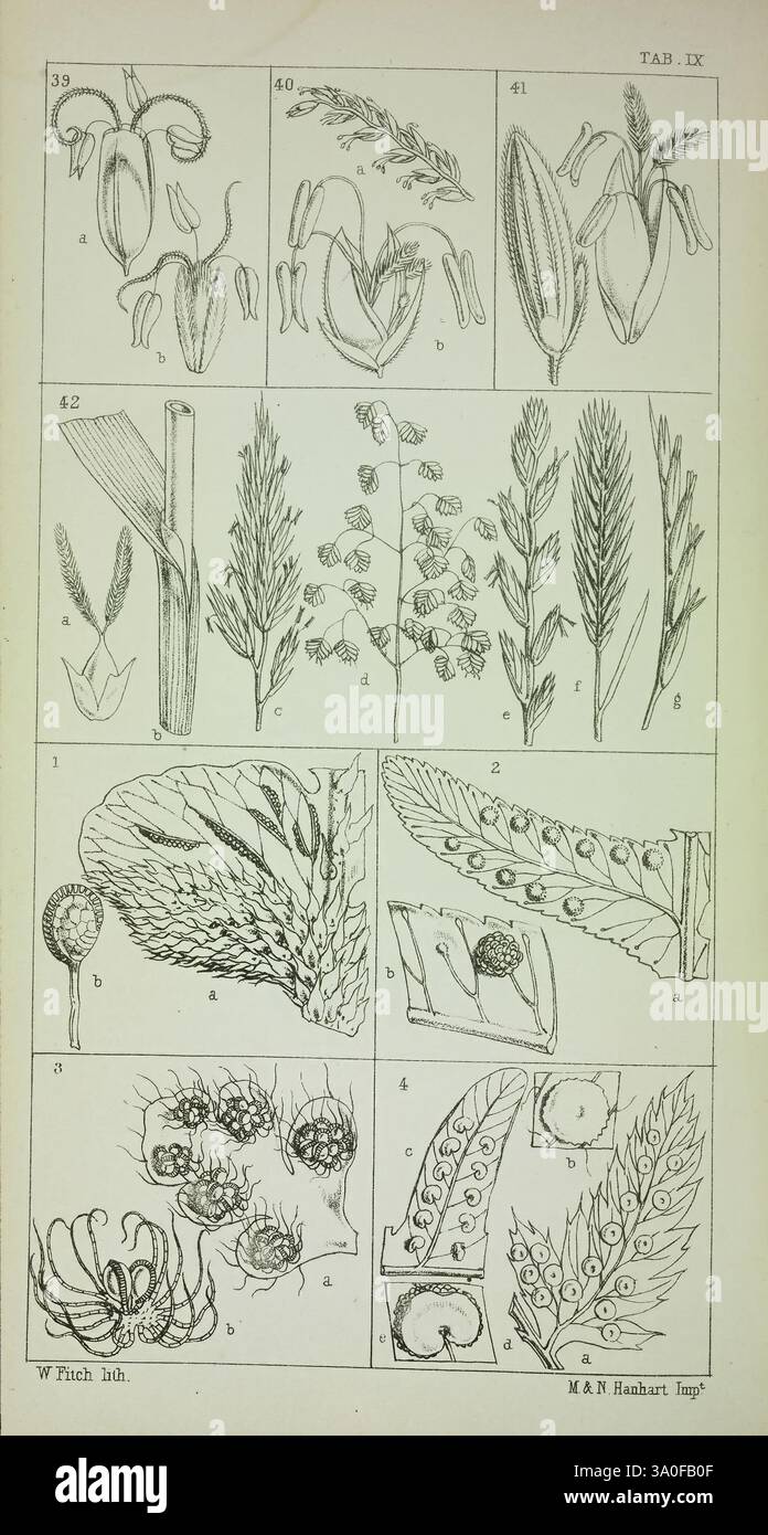 Anatomy of different blossoms hi-res stock photography and images - Alamy