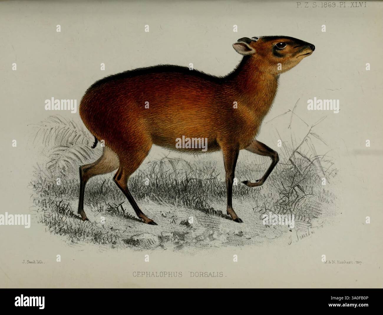 Proceedings of the Zoological Society of London, London, Academic Press ...