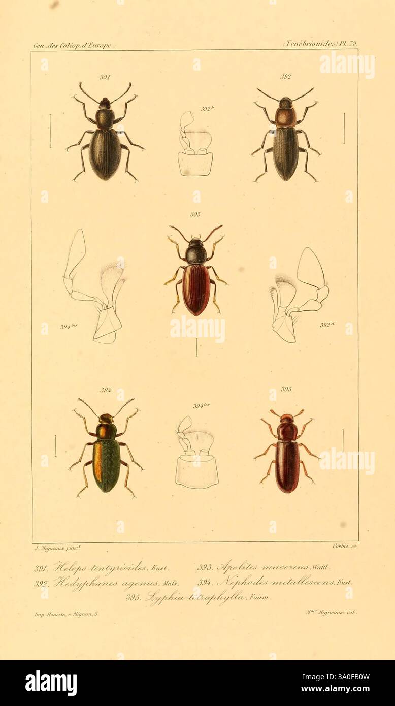 Genera des coléoptères d'Europe Paris Chez A. Deyrolle 1857-1868 ...