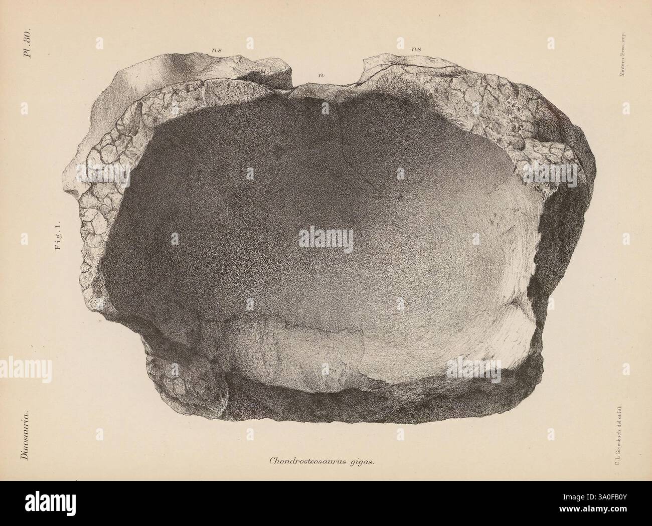 Cartilage bone lizard hi-res stock photography and images - Alamy