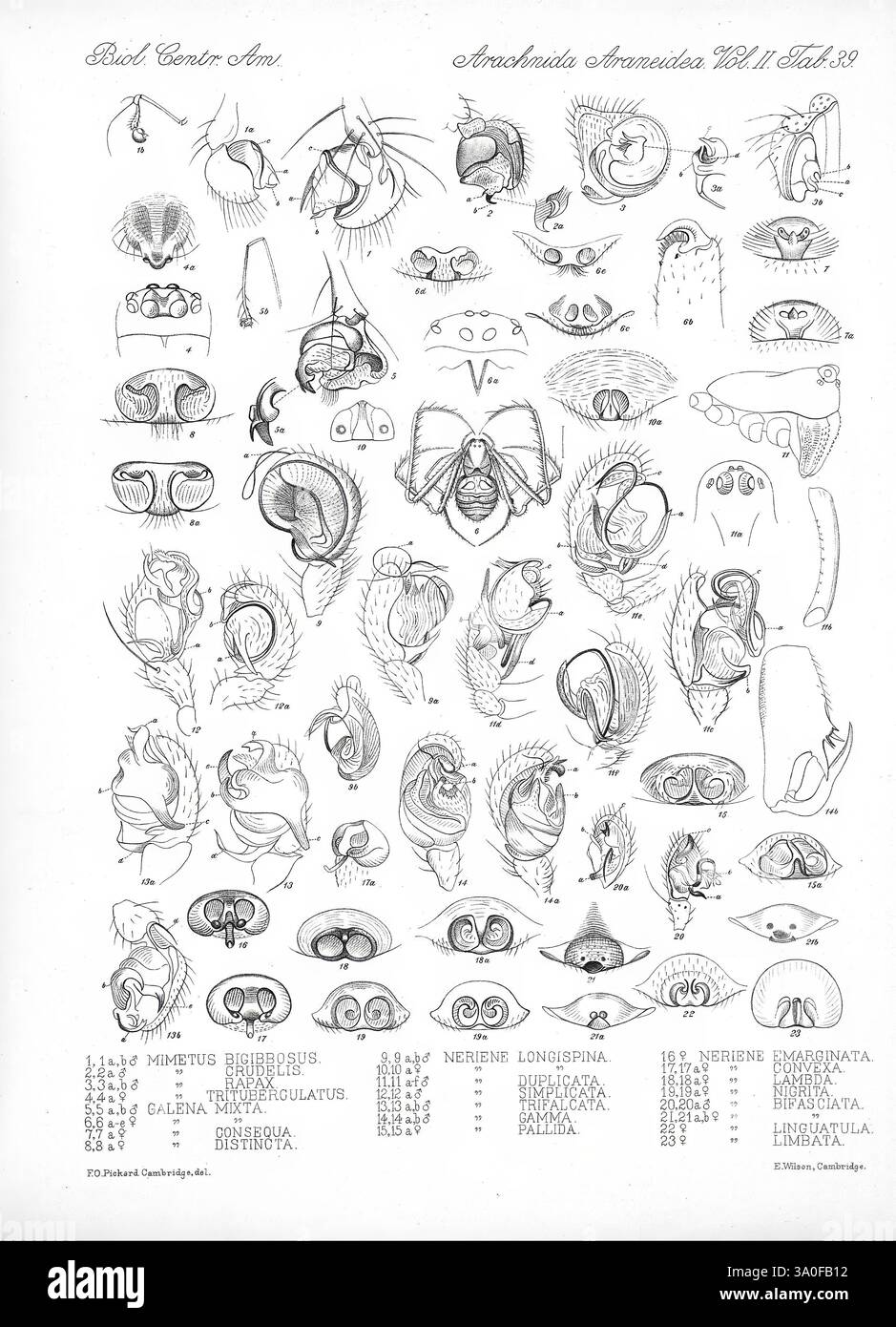 Various anatomical structures of arachnids hi-res stock photography and ...