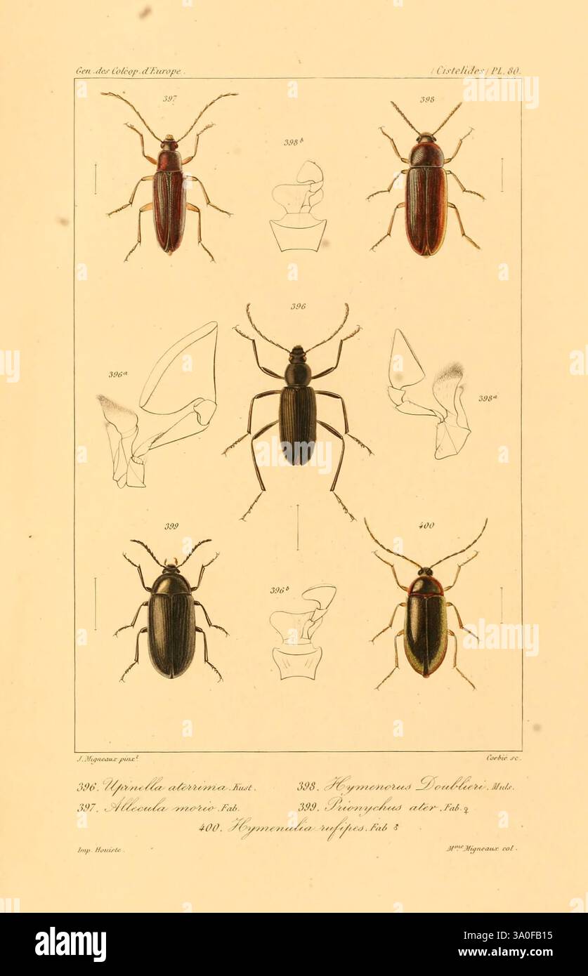 Genera, des, coléoptères, d'Europe, Paris, Chez, A, Deyrolle, 1857-1868 ...