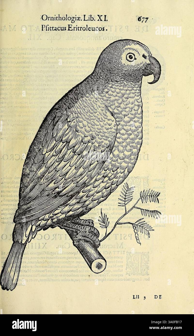 Pittacus eritroleucos hi-res stock photography and images - Alamy