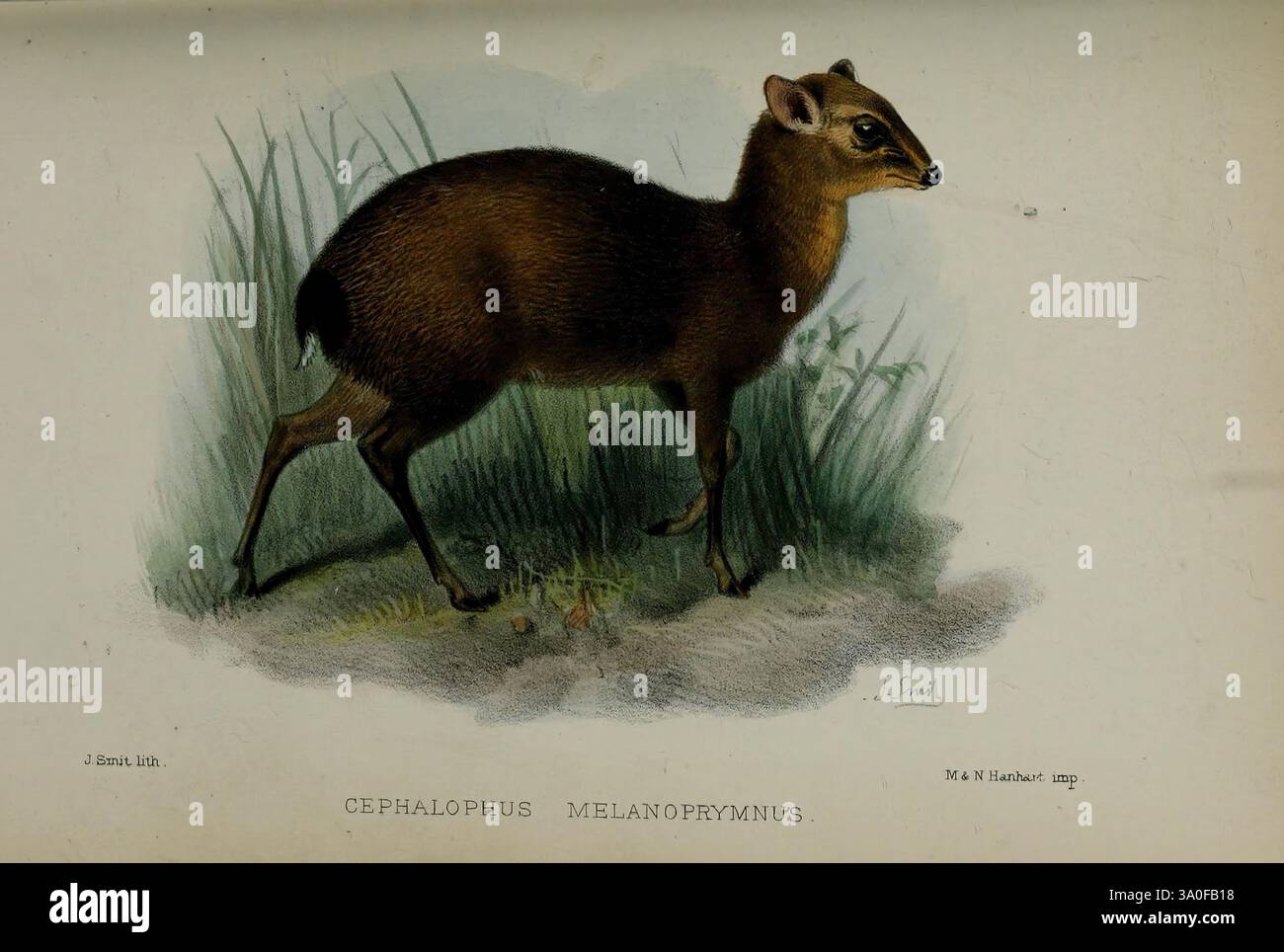 Cephalophus melanotis hi-res stock photography and images - Alamy