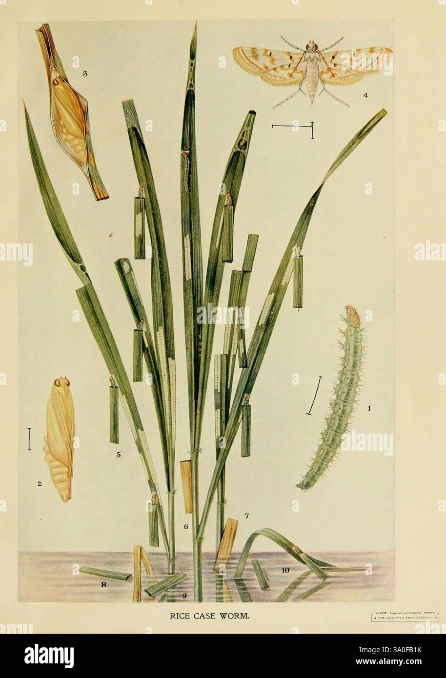 Indian insect life Calcutta, Thacker, Spink & Co, W. Thacker & Co, 2 ...