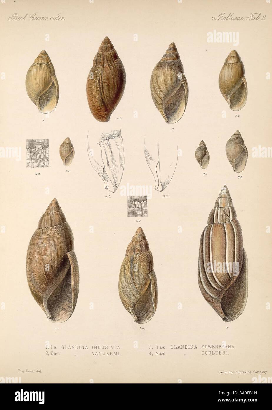 Range of distinct shapes hi-res stock photography and images - Alamy