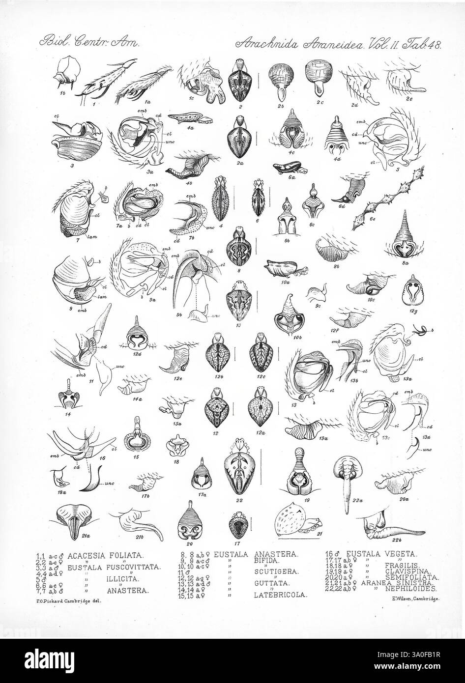 Comprehensive study of various species of mollusks hi-res stock ...