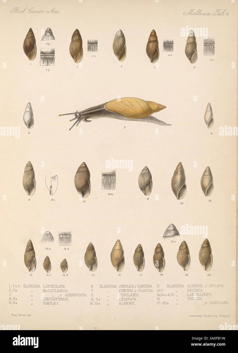 Studying molluscan anatomy hi-res stock photography and images - Alamy