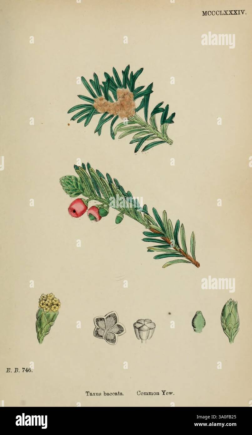 English Botany Coloured Figures British Plants London R. Hardwicke 1863 ...