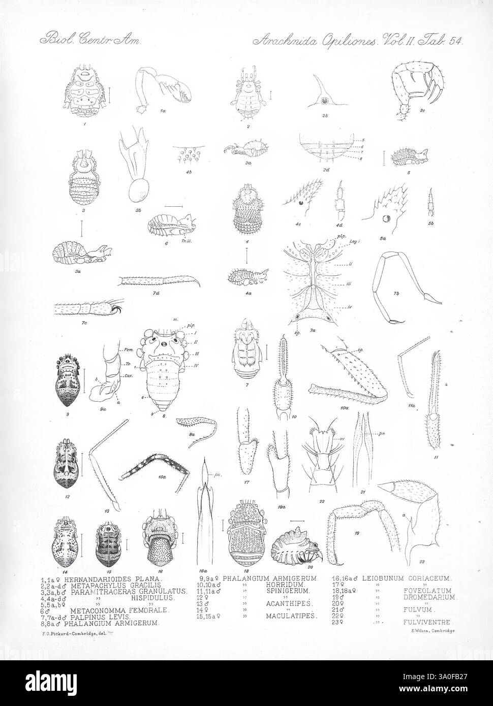 Biologia Centrali-Americana London, 1879-1915, archaeology, botany ...