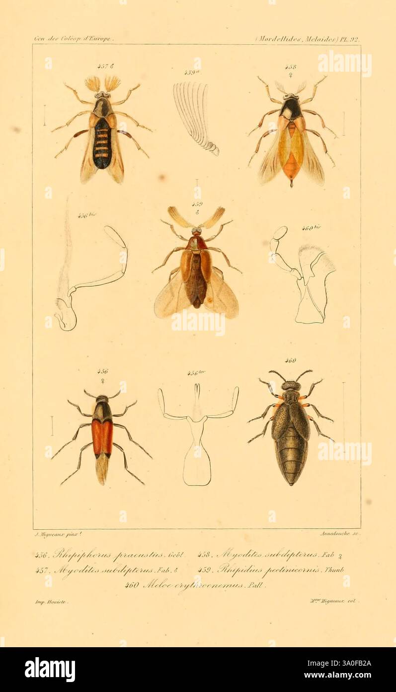 Genera des Coléoptères d'Europe Paris, Chez A. Deyrolle, 1857-1868 ...
