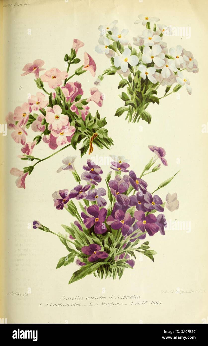 Vibrant cluster of deep purple violets hi-res stock photography and ...