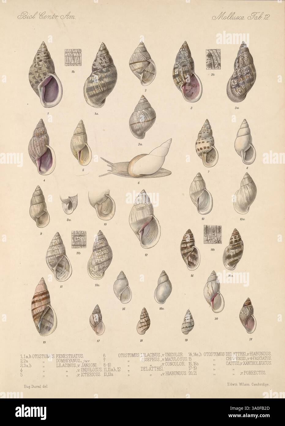 Biologia Centrali-Americana London, 1879-1915, archaeology, botany ...