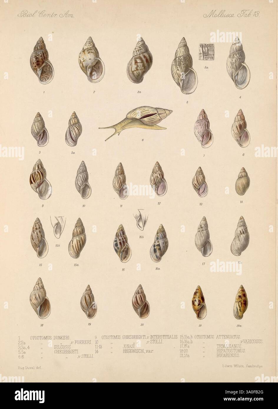 Biologia Centrali-Americana London, 1879-1915 Archaeology Botany ...
