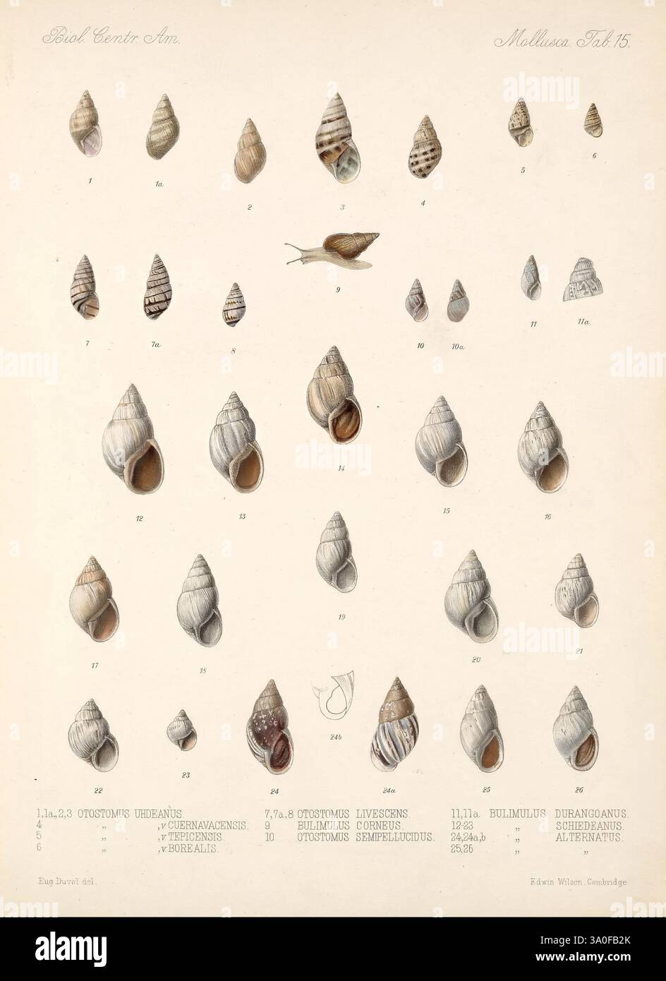 Variety of detailed sea shells hi-res stock photography and images - Alamy