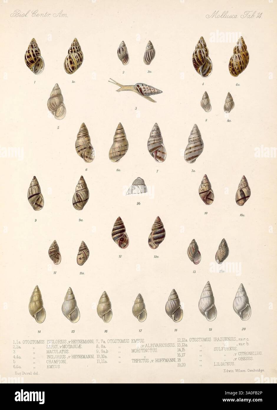 Typical of different snail species hi-res stock photography and images ...