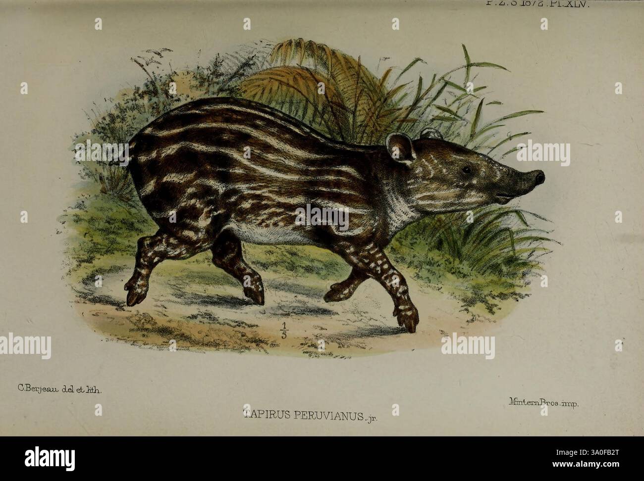 Tapirs short legs hi-res stock photography and images - Alamy