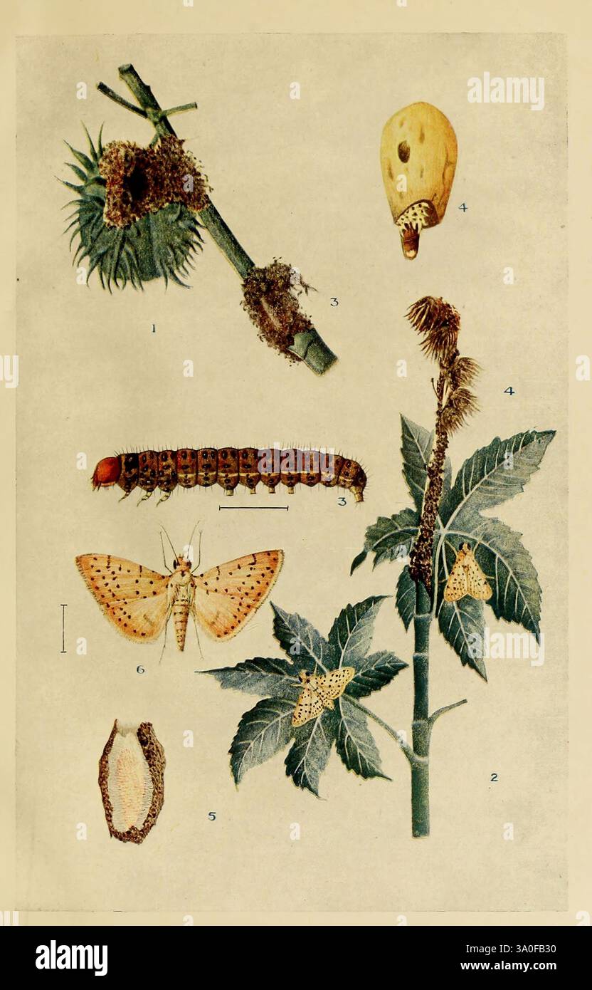 Indian insect life Calcutta Thacker Spink & Co. W. Thacker & Co. 2 ...