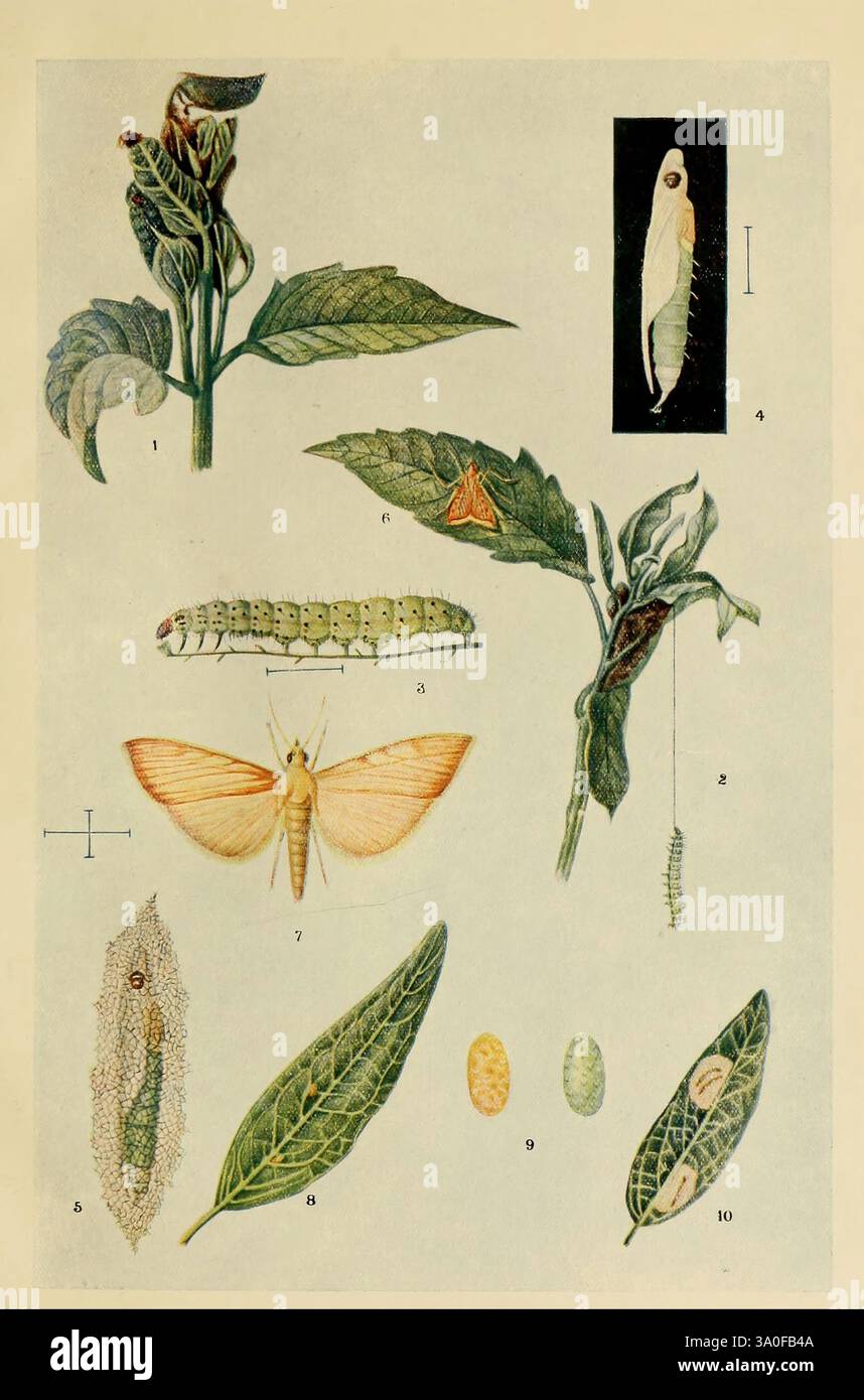 Indian Insect Life Calcutta Thacker Spink & Co. W. Thacker & Co. 2 ...