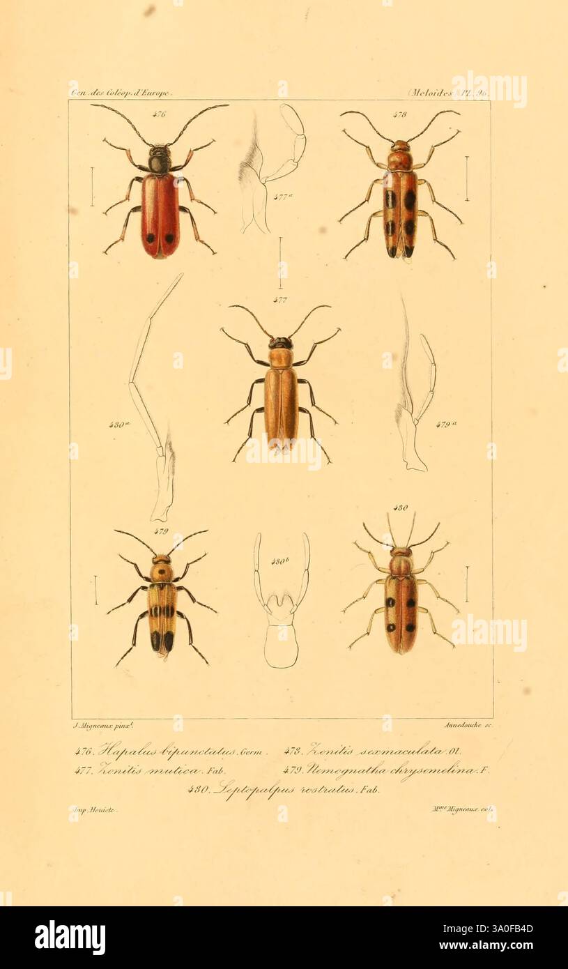 Presents two prominent beetles hi-res stock photography and images - Alamy