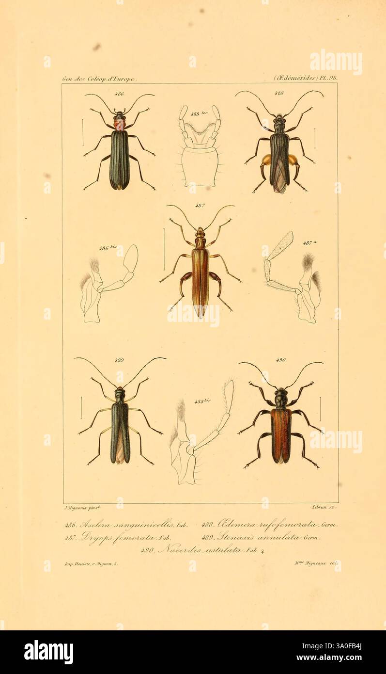 Genera des coléoptères d'Europe, Paris, Chez A. Deyrolle, 1857-1868 ...