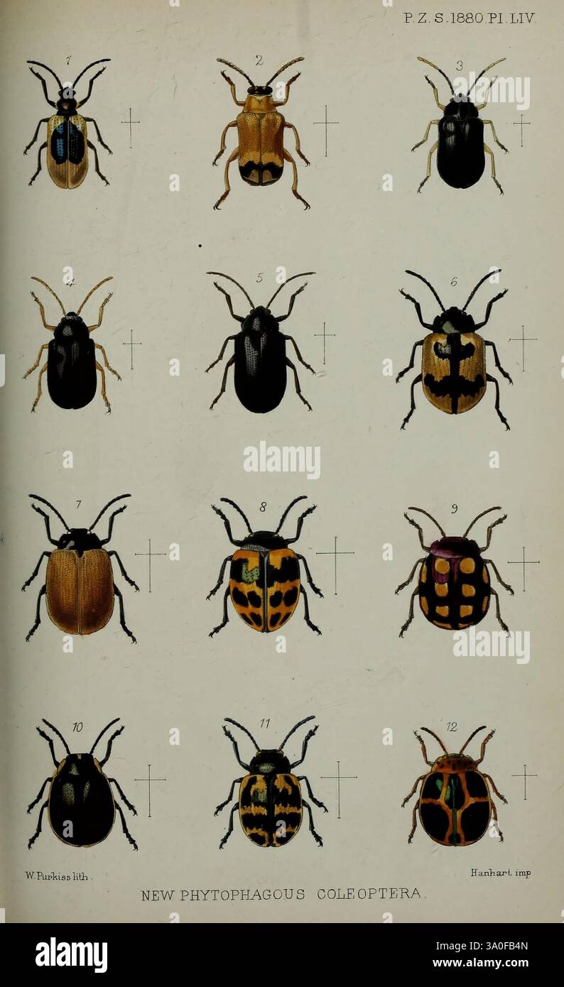 Shapes characteristic of different coleopteran insects hi-res stock ...