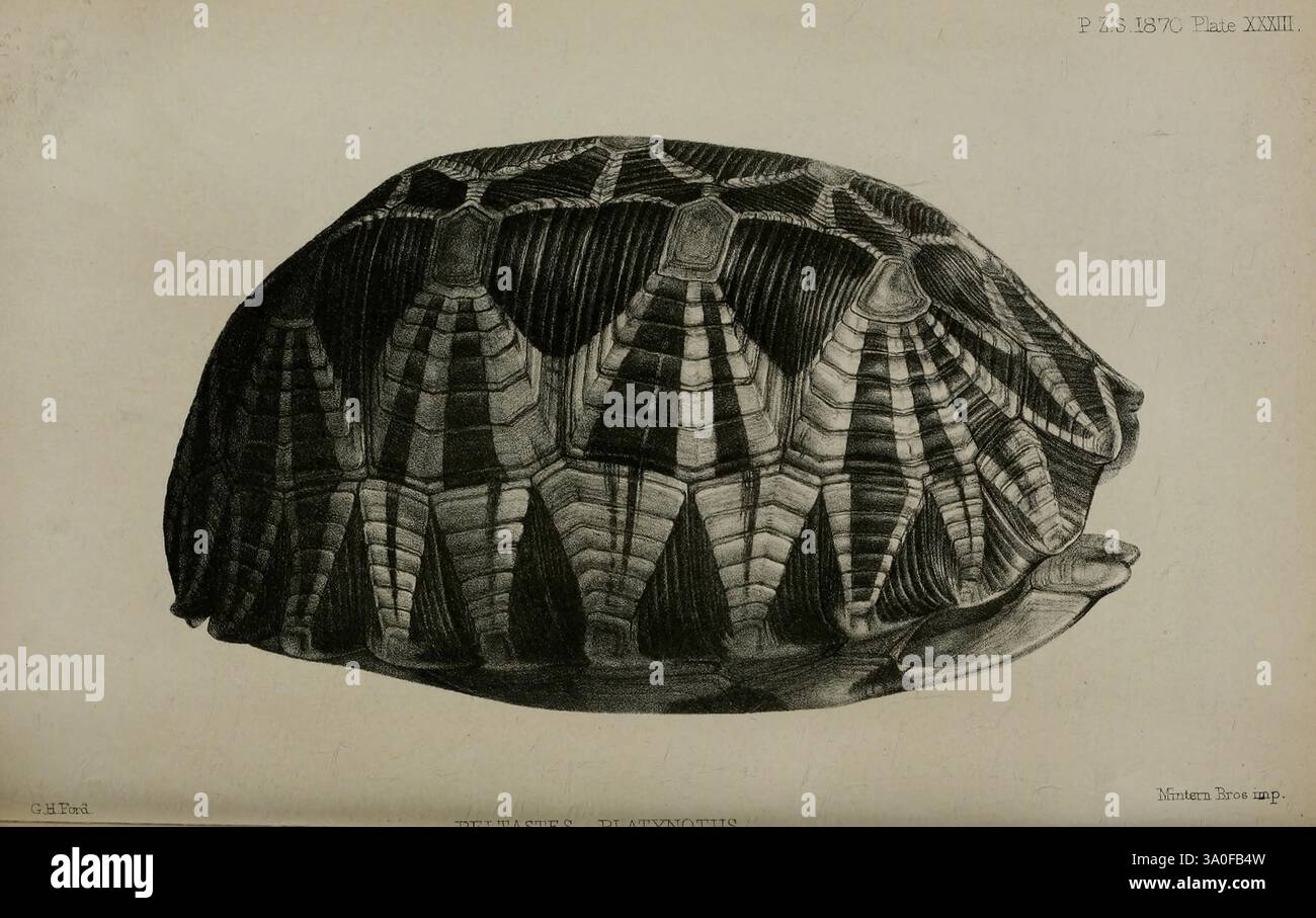 Exhibiting detailed lines hi-res stock photography and images - Alamy