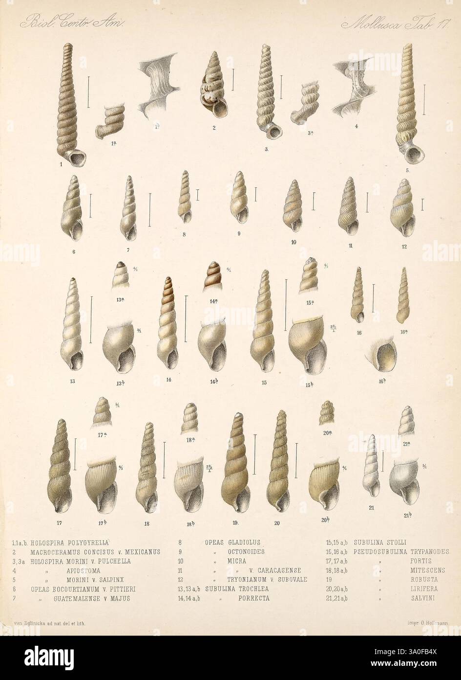 Variety of species in detailed line drawings hi-res stock photography ...