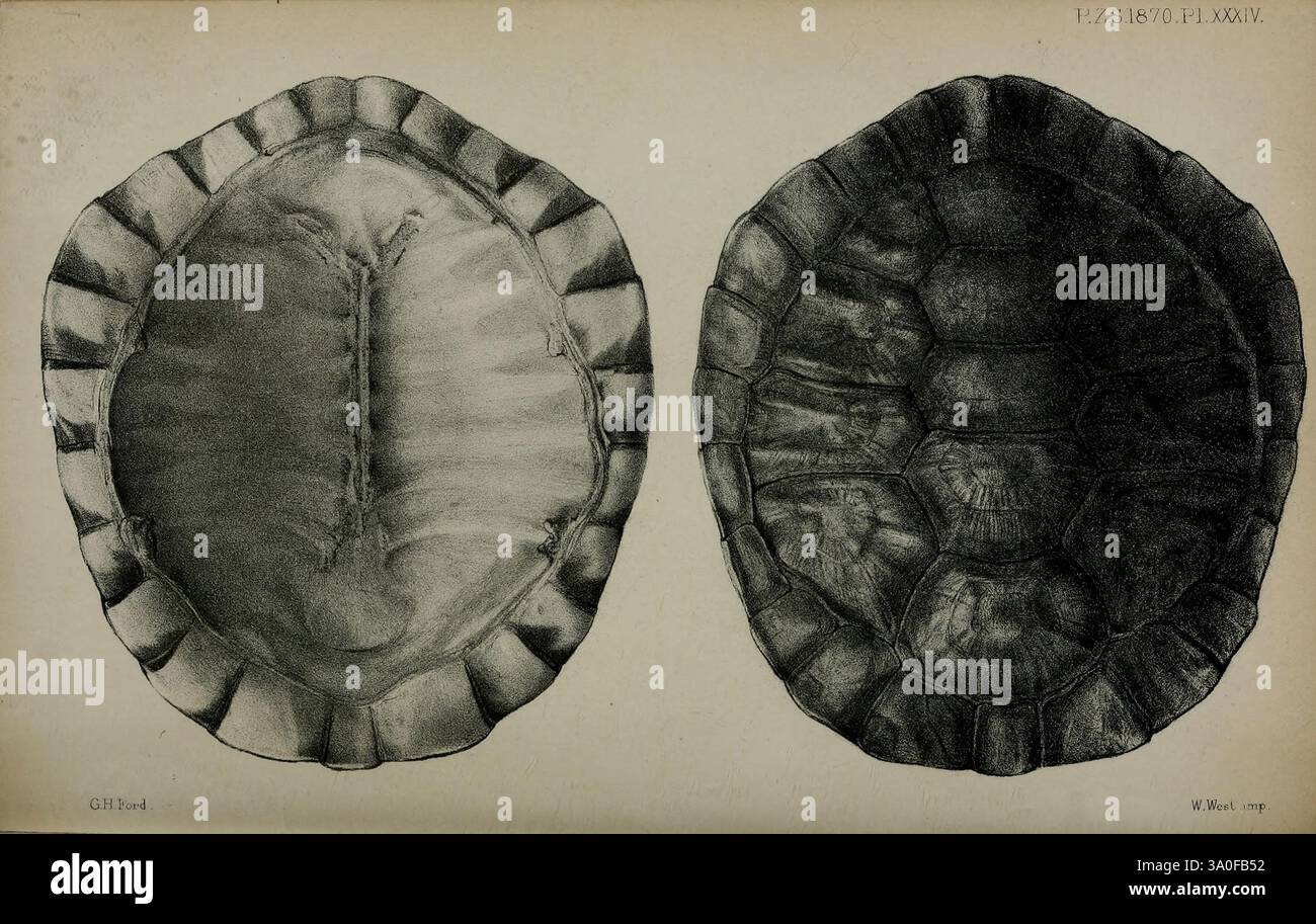 Dome shaped upper shell hi-res stock photography and images - Alamy