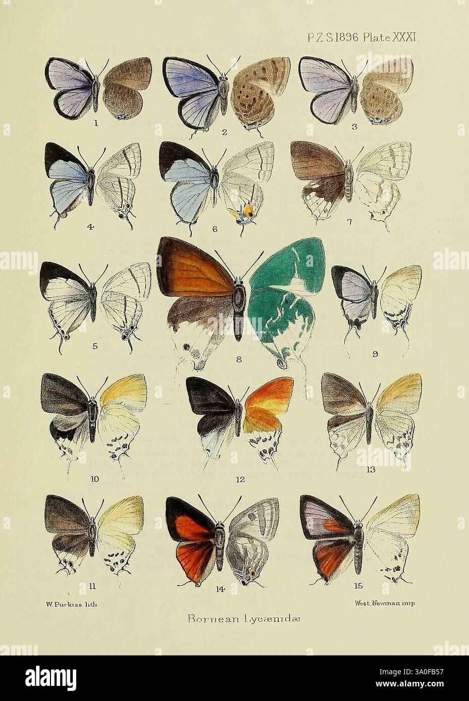 Proceedings of the Zoological Society of London, London, Academic Press ...