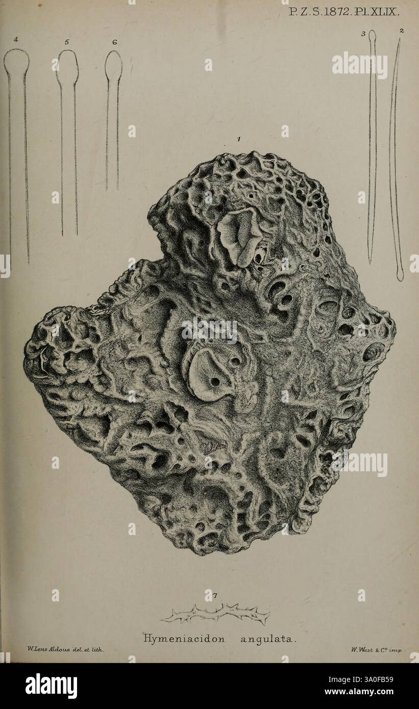 Detailed line drawings of associated sponge structures hi-res stock ...