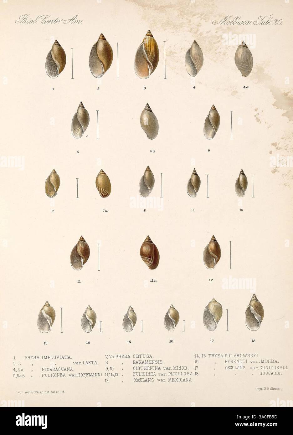 Biologia Centrali-Americana London, 1879-1915, archaeology, botany ...