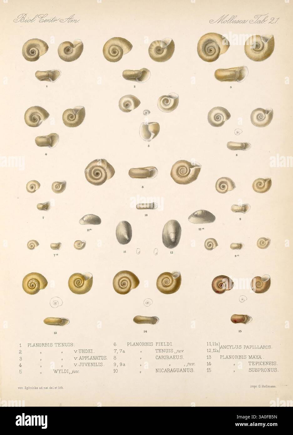 Array of detailed illustrations of various snail shells hi-res stock ...