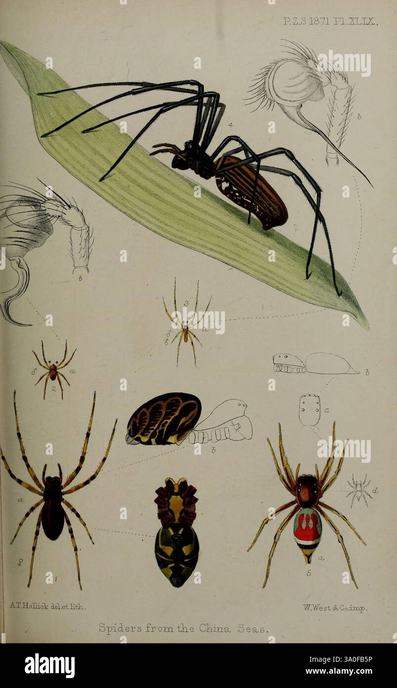 Illustration showcases various spider species hi-res stock photography ...