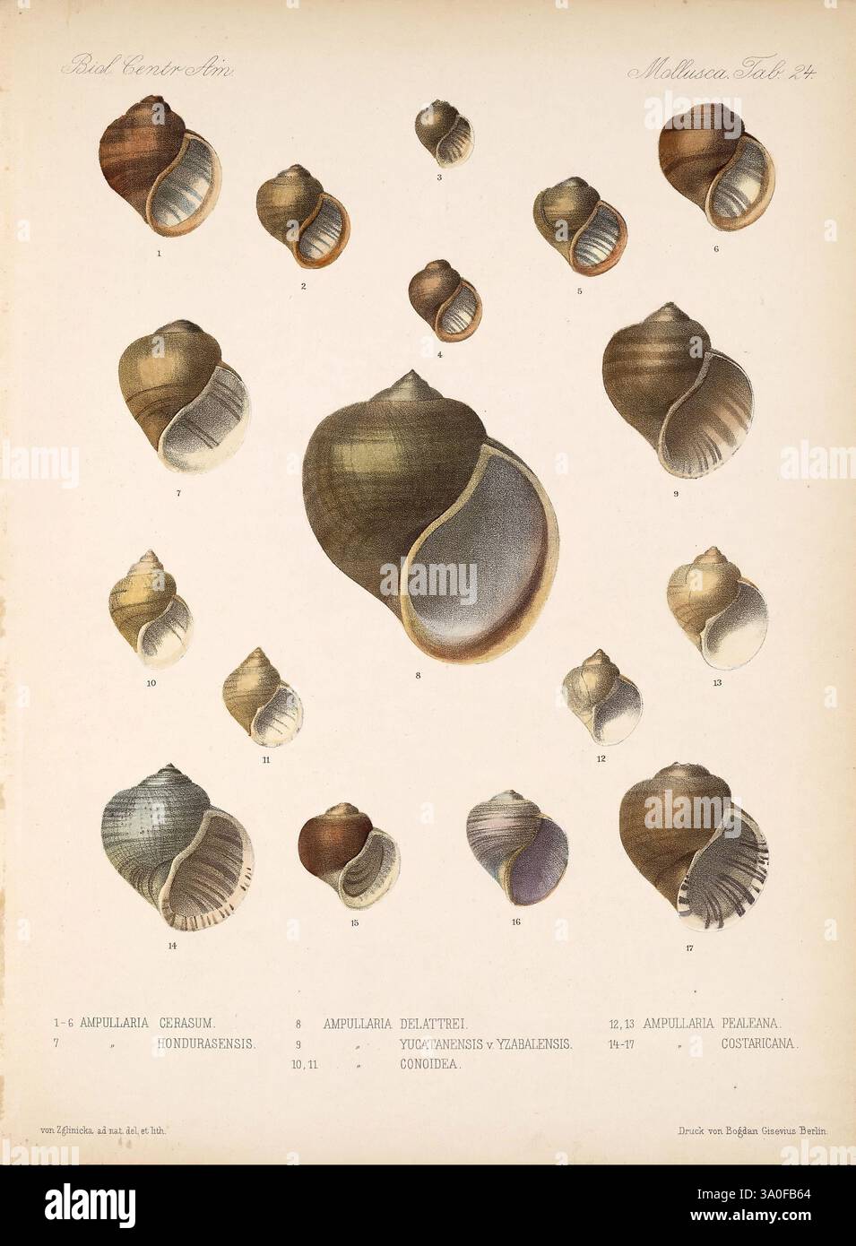 Biologia Centrali-Americana London, 1879-1915, archaeology, botany ...
