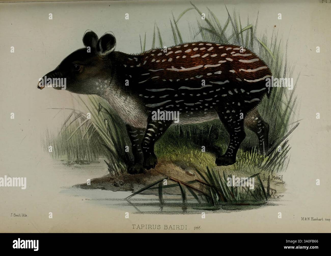 Bairds tapir central american tapir mammals baby animals hist s hi-res ...