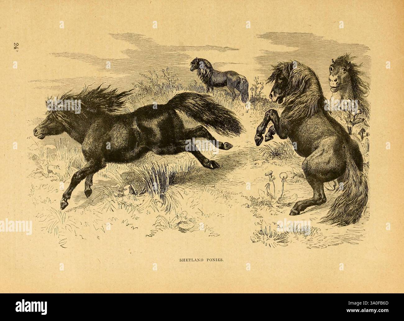 Lively scene depicts two horses in motion hi-res stock photography and ...