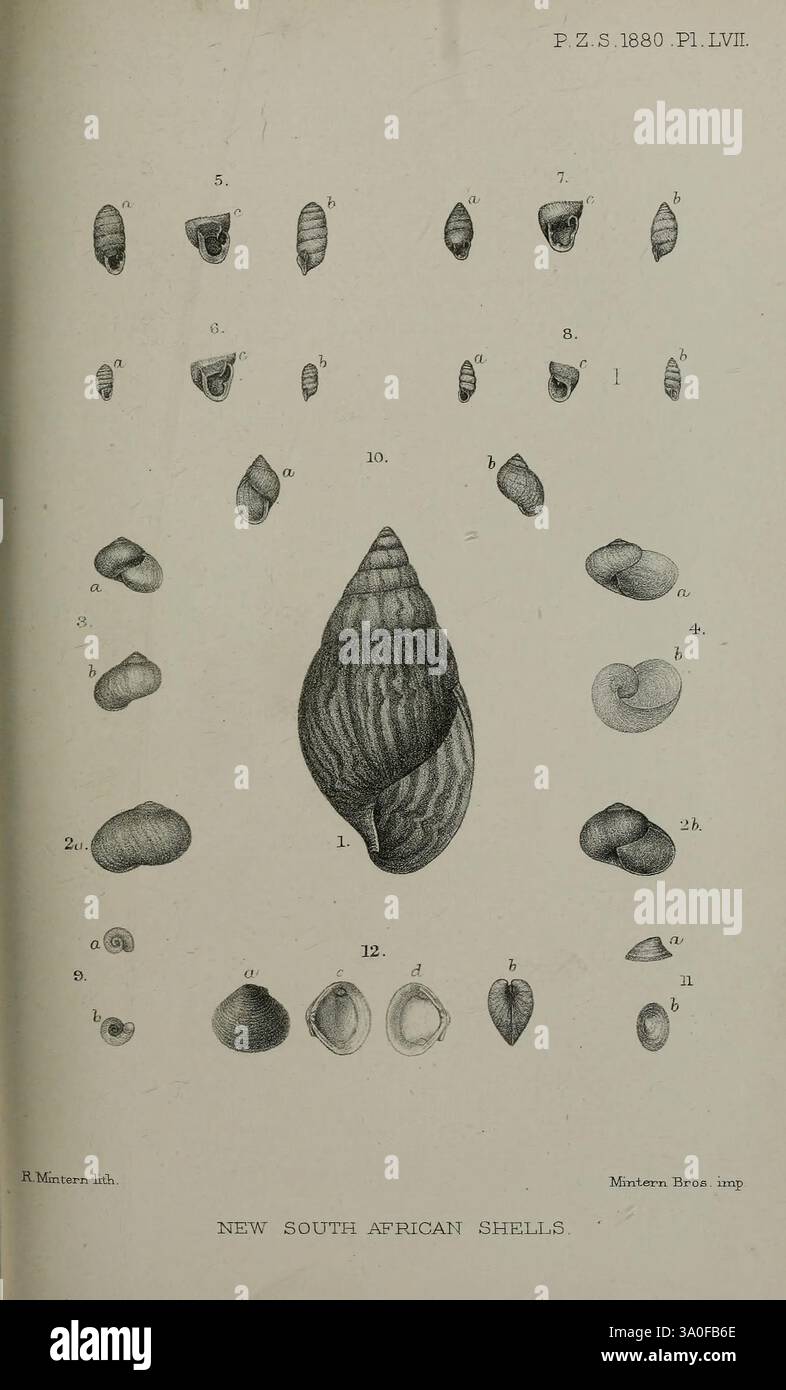 Proceedings of the Zoological Society of London London, Academic Press ...