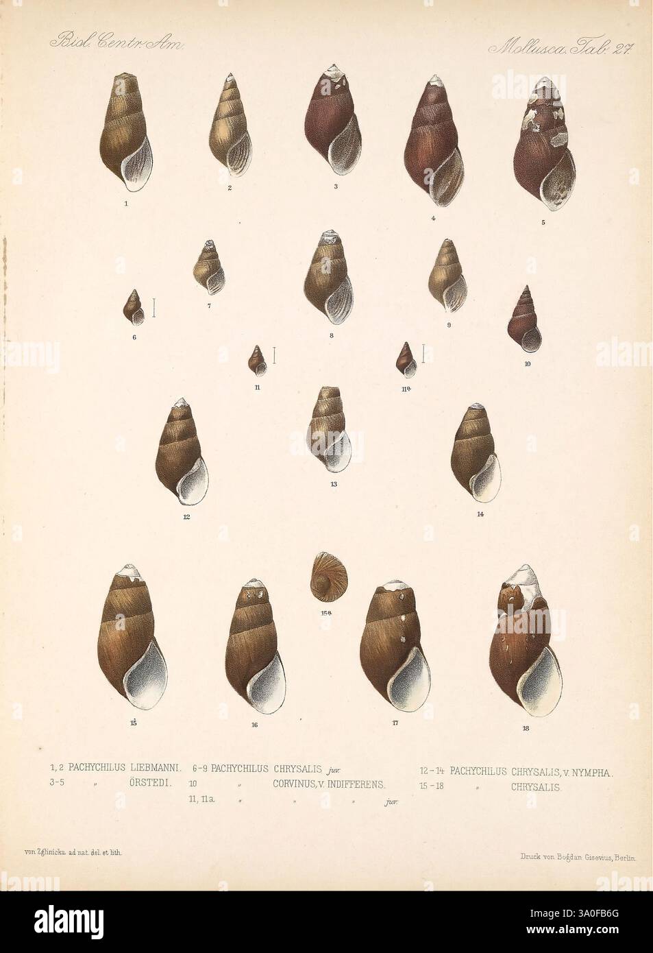 Biologia Centrali-Americana London, 1879-1915, archaeology, botany ...