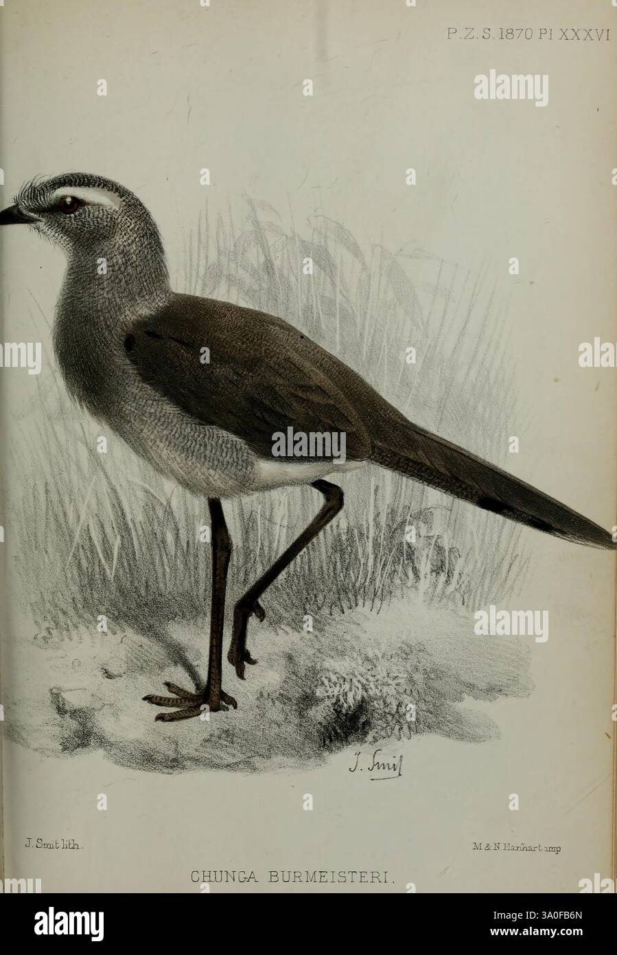 Burmeisters rail hi-res stock photography and images - Alamy