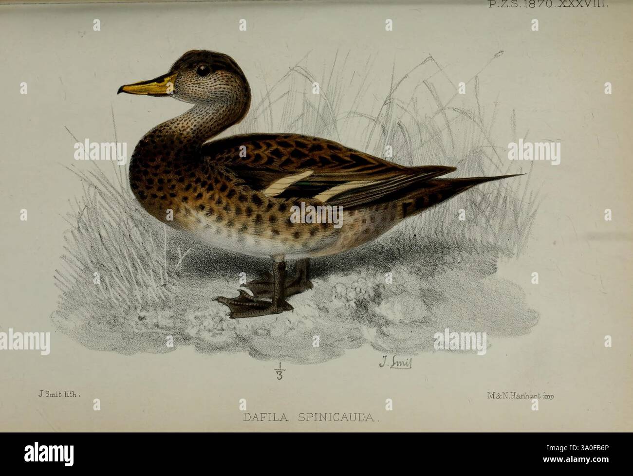Proceedings of the Zoological Society of London, London, Academic Press ...