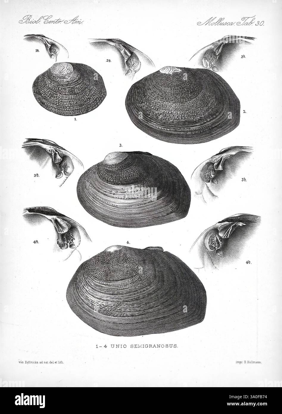 Biologia Centrali-Americana London, 1879-1915, archaeology, botany ...