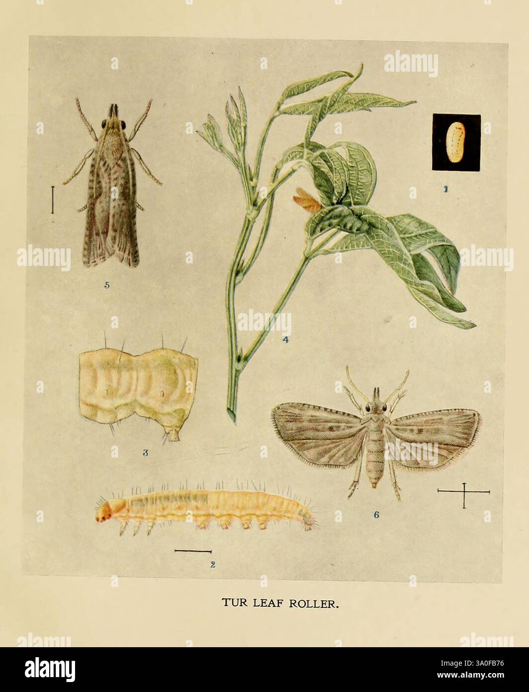 Indian Insect Life Calcutta Thacker Spink & Co. W. Thacker & Co. 2 ...